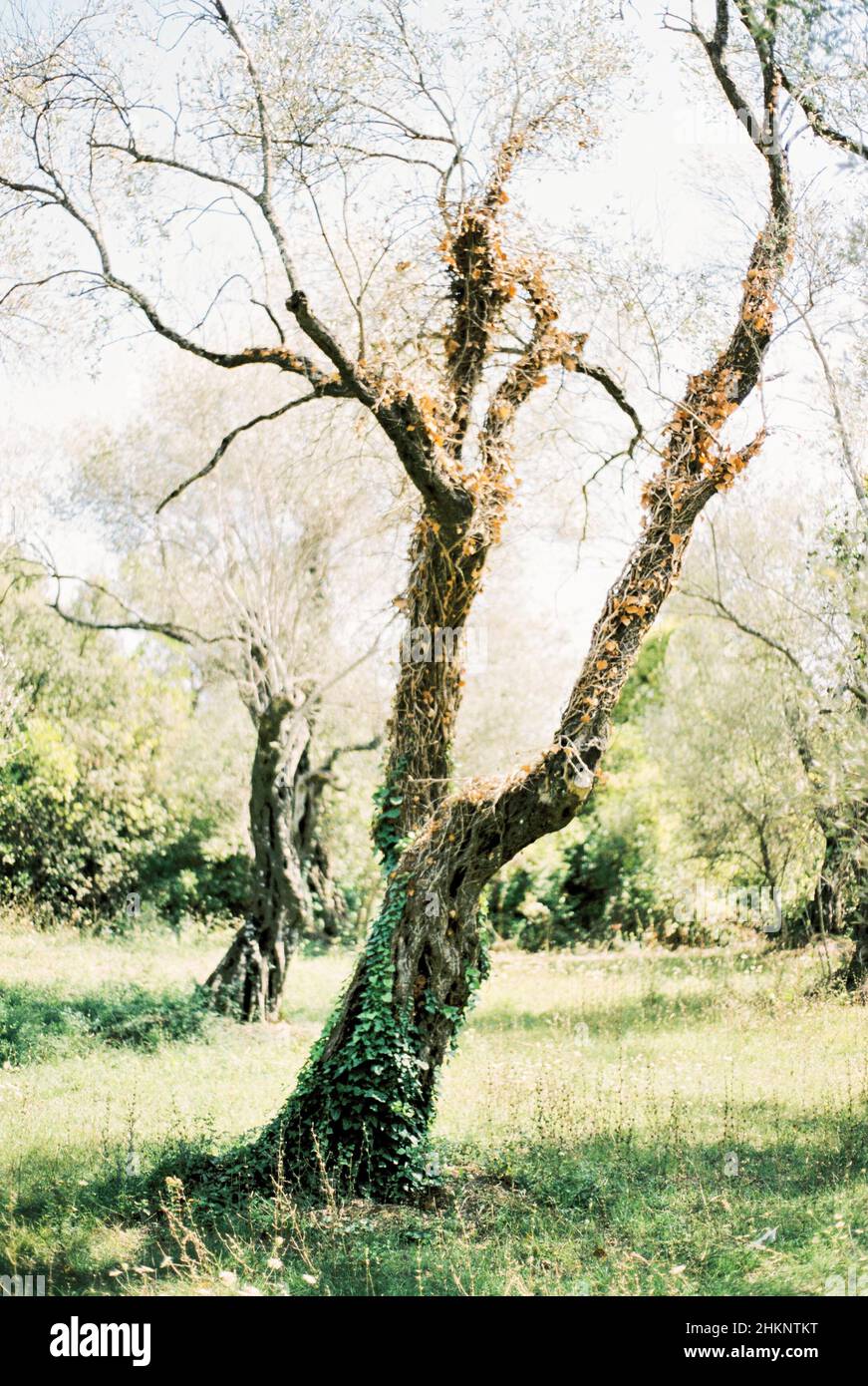 Trees entwined hi-res stock photography and images - Alamy