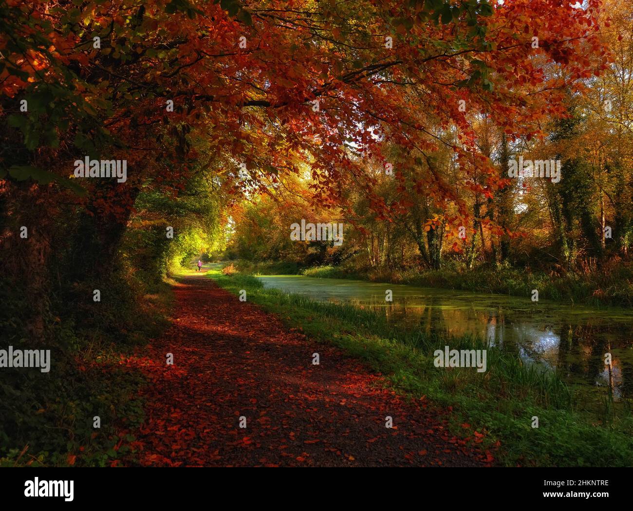 Autumn forest trail fairy hi-res stock photography and images - Alamy