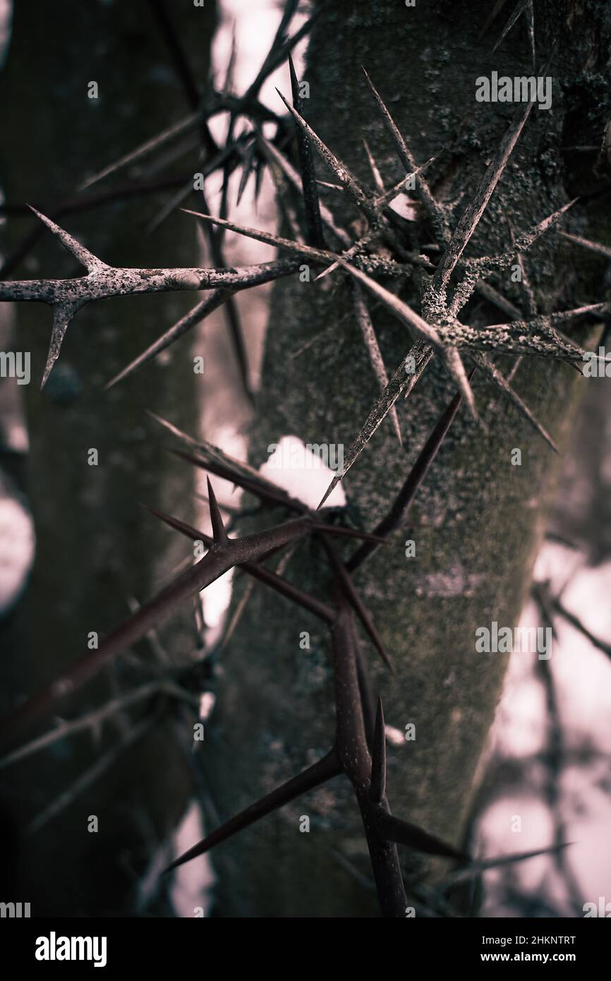 Thorny trunk of acacia tree covered with snow in nature close-up Stock ...