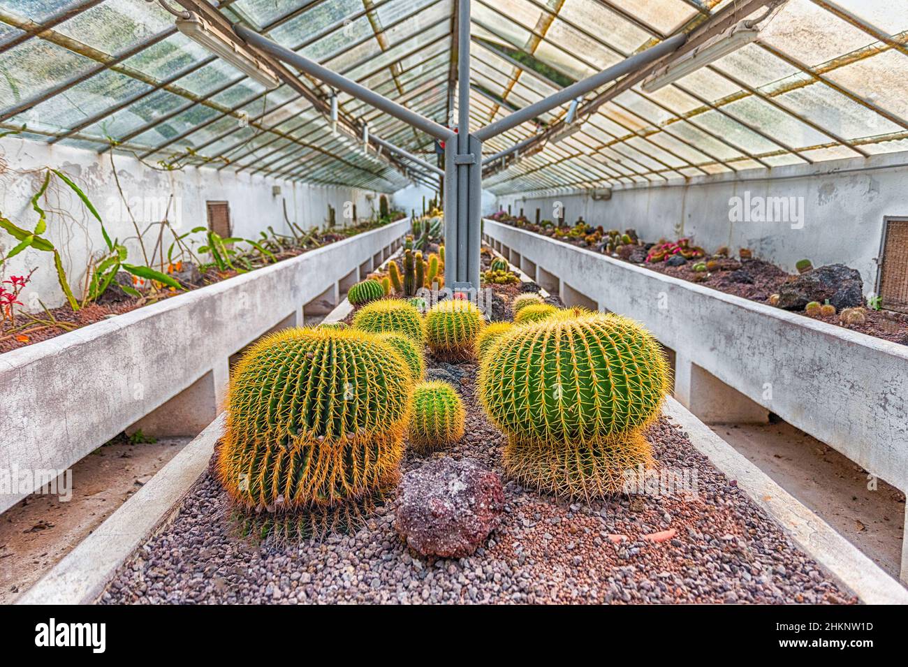 Cultivation of cactus and other succulent plants inside a greenhouse ...