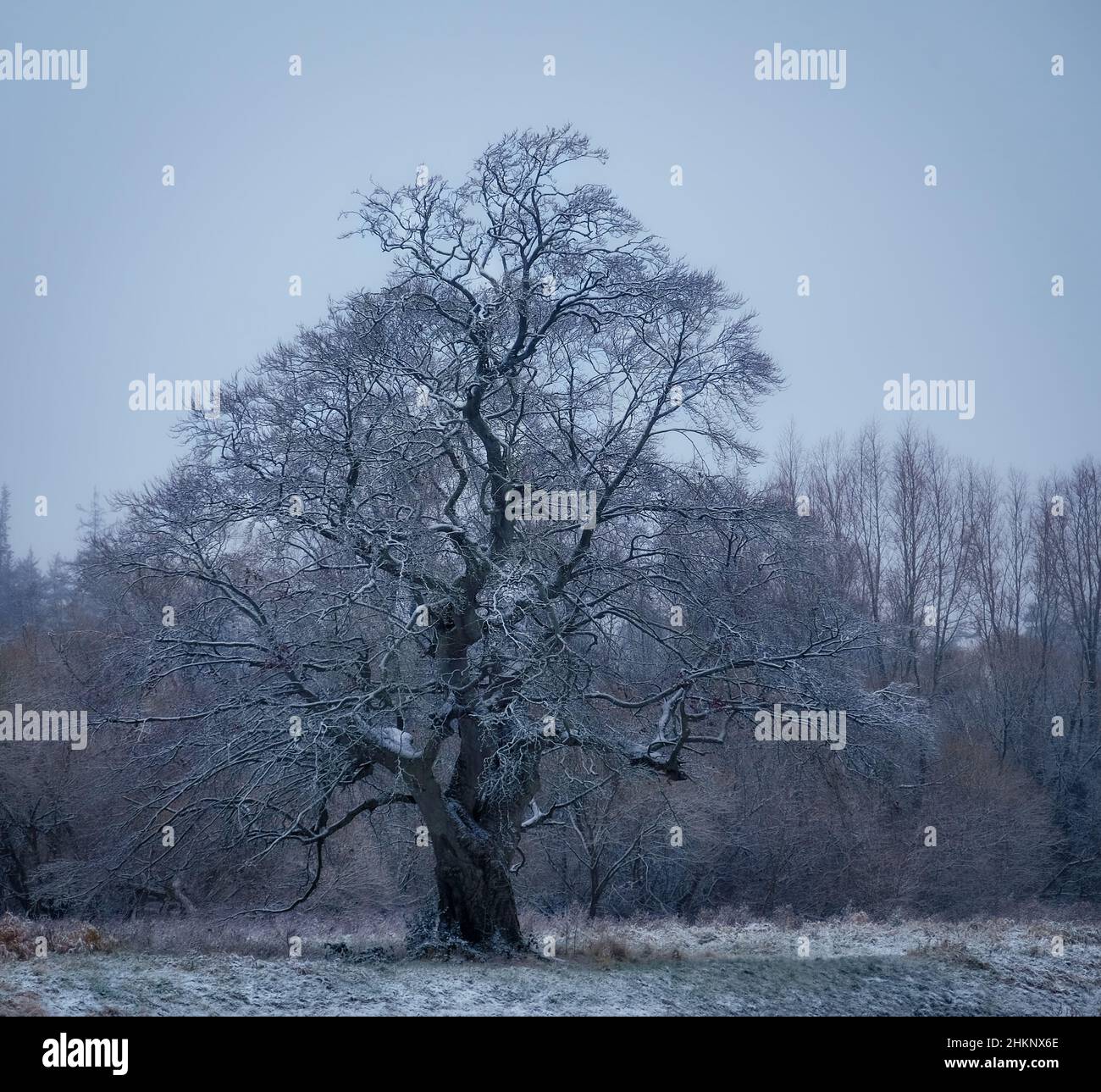 Winter landscape with lonely tree Stock Photo - Alamy