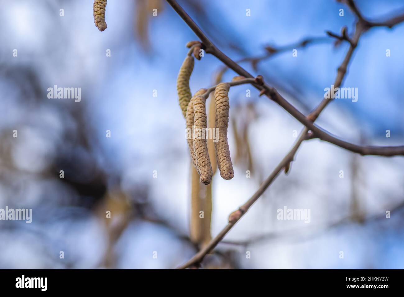 Dried buds on the branches of trees hazelnut Stock Photo - Alamy
