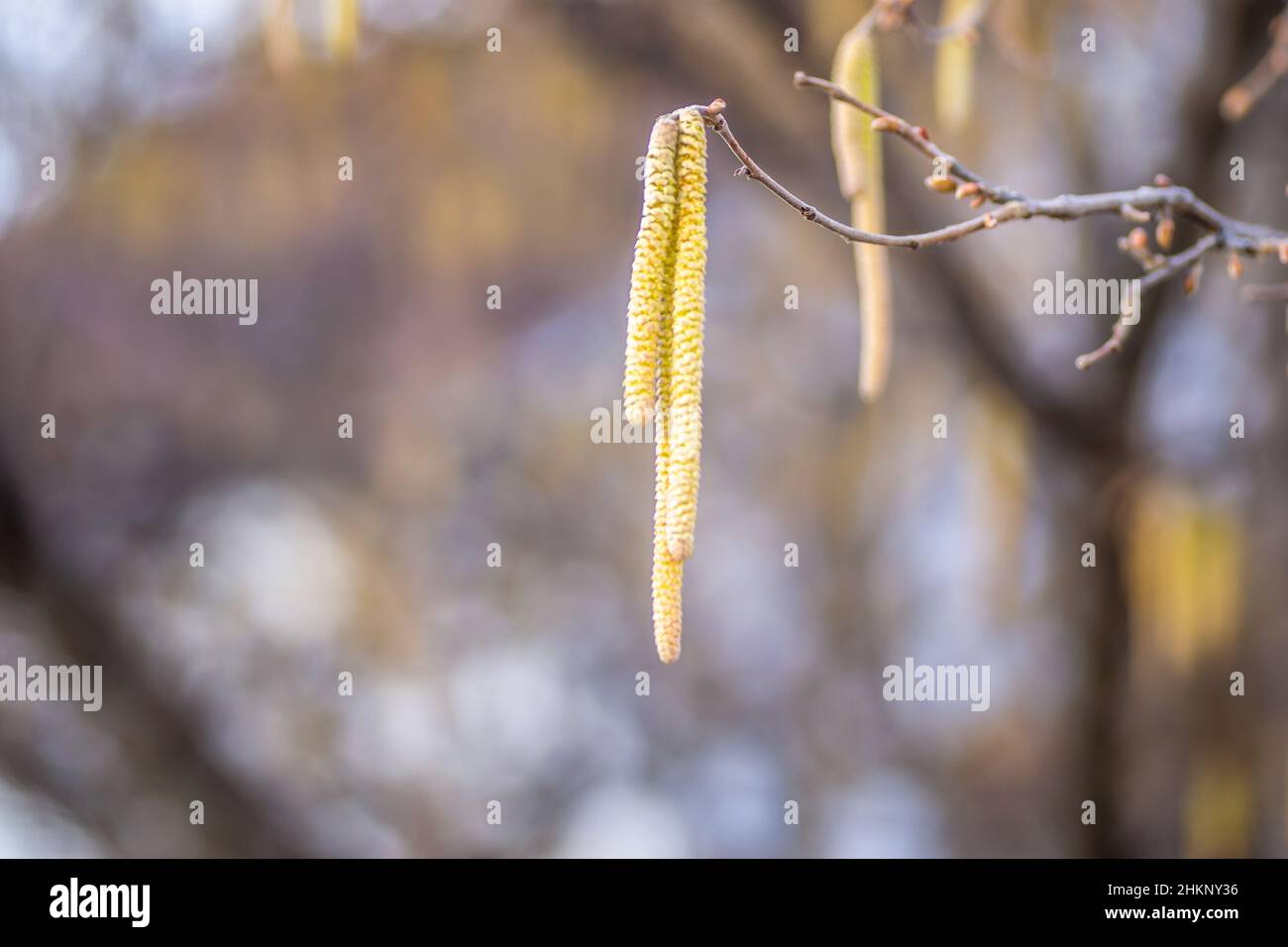 Dried buds on the branches of trees hazelnut Stock Photo - Alamy