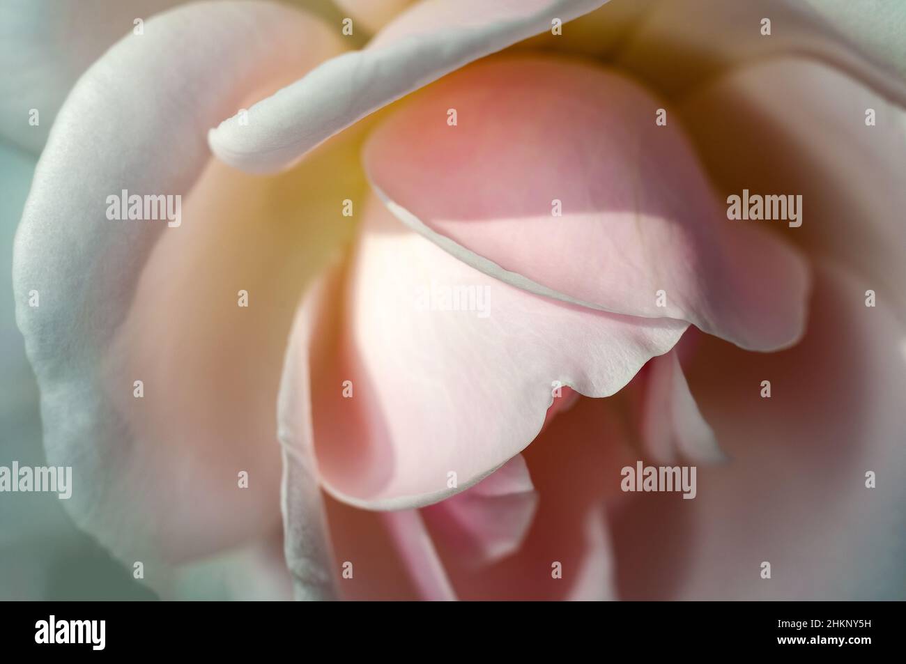 White rose showing fine texture Stock Photo - Alamy