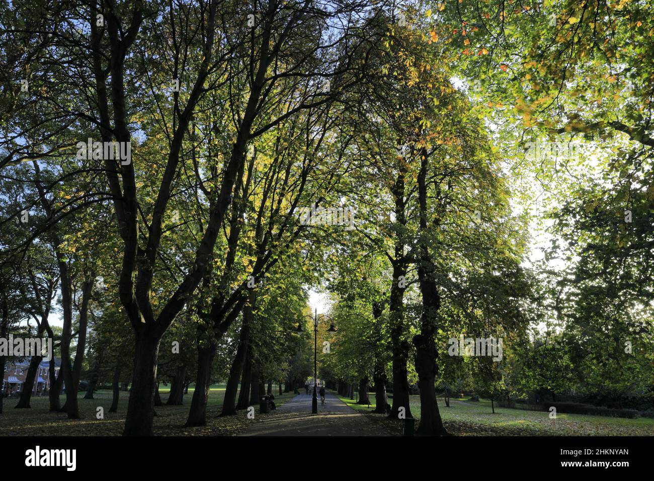 Autumn colours in trees along the Broad Walk park, King's Lynn, Norfolk ...