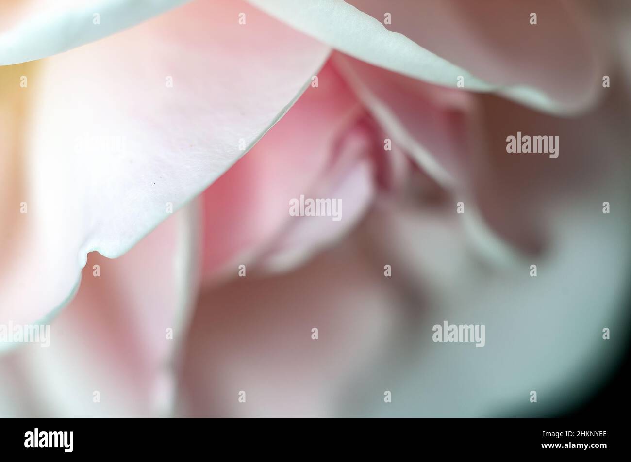 White rose showing fine texture Stock Photo - Alamy