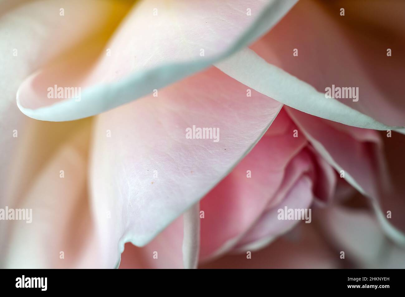 White rose showing fine texture Stock Photo - Alamy