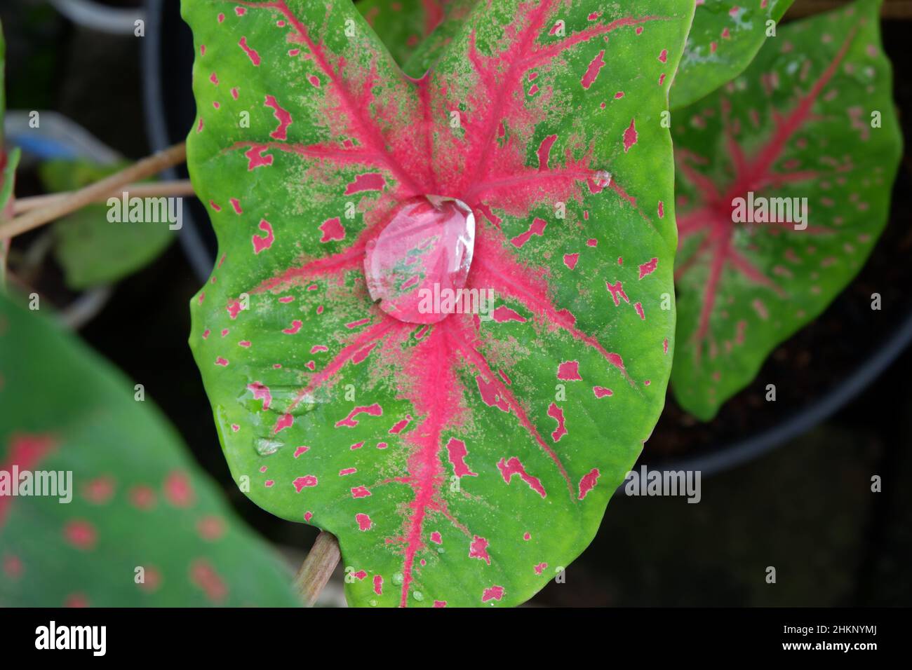 Taro flower hi-res stock photography and images - Alamy