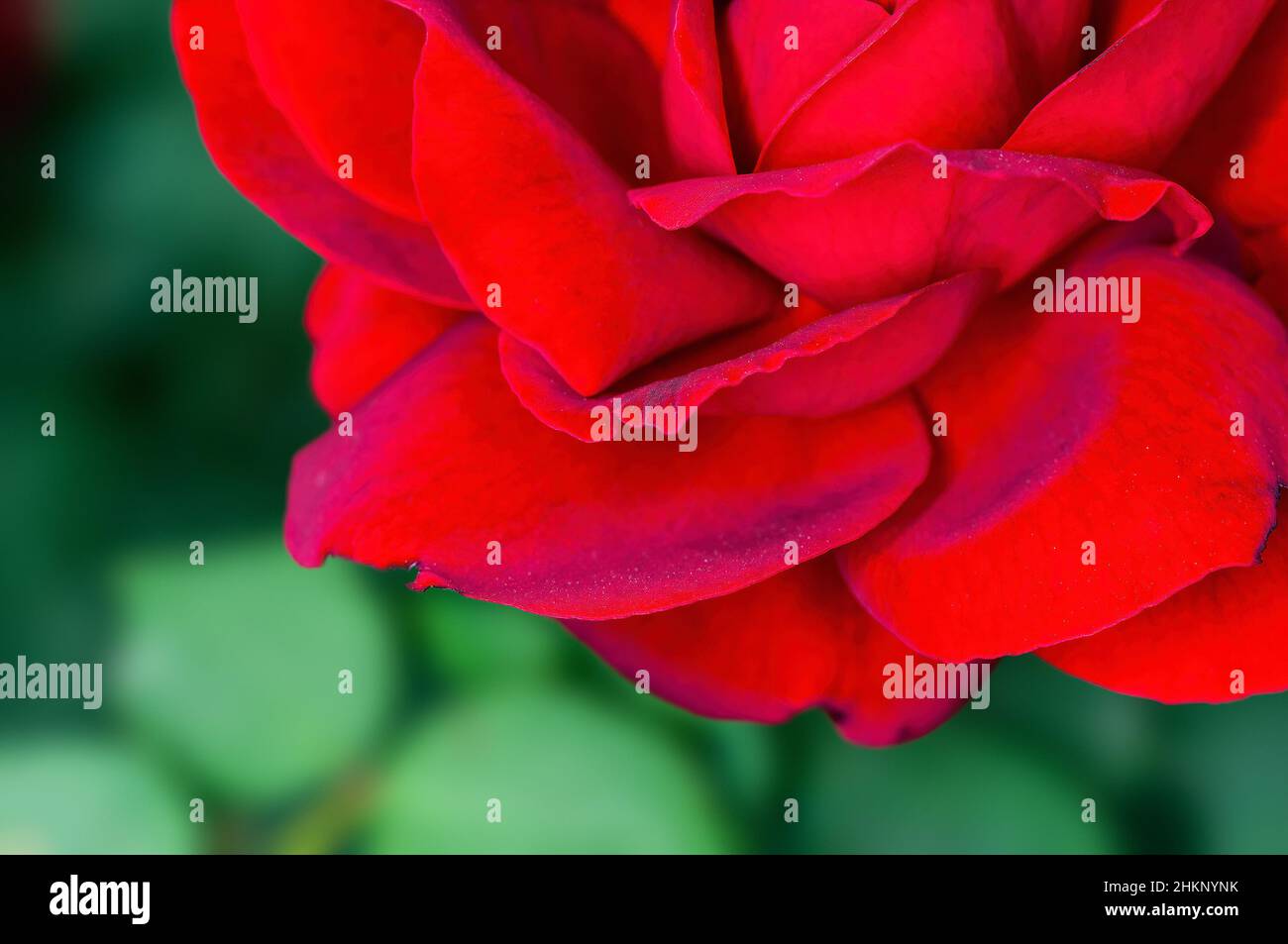 Closeup of red rose showing nice texture Stock Photo - Alamy