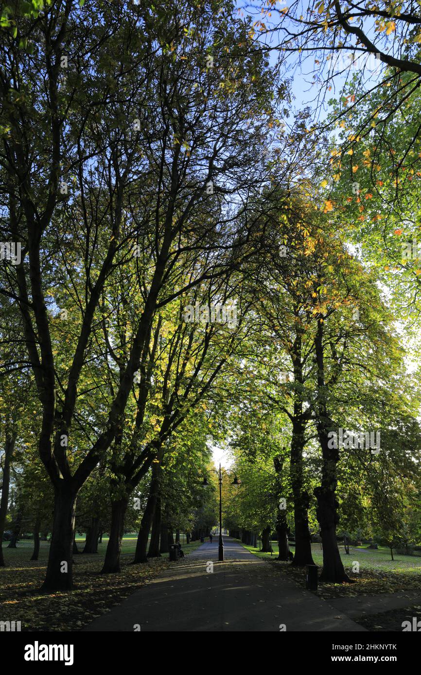 Autumn colours in trees along the Broad Walk park, King's Lynn, Norfolk ...