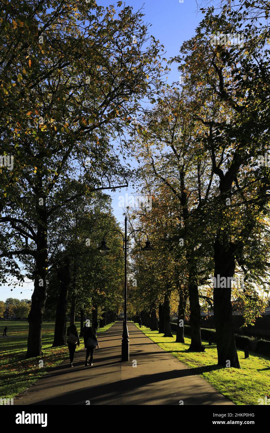 Autumn colours in trees along the Broad Walk park, King's Lynn, Norfolk ...