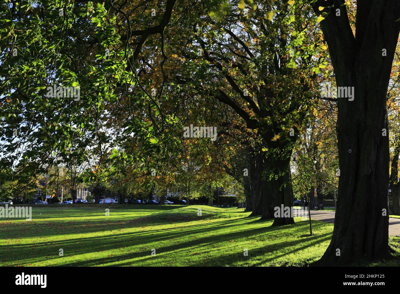 Autumn colours in trees along the Broad Walk park, King's Lynn, Norfolk ...