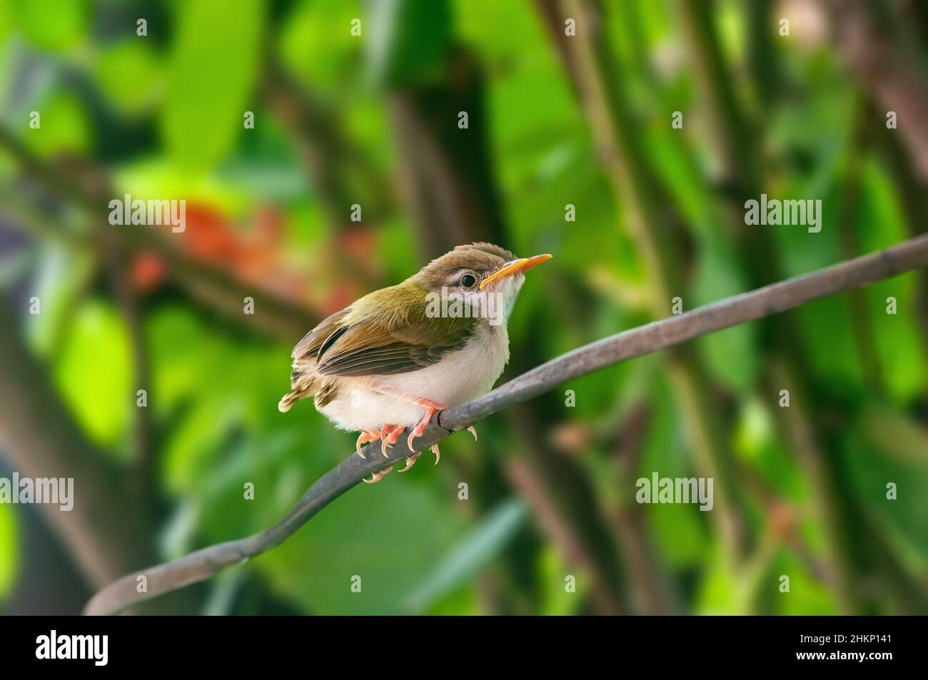 Common tailorbirds hi-res stock photography and images - Alamy
