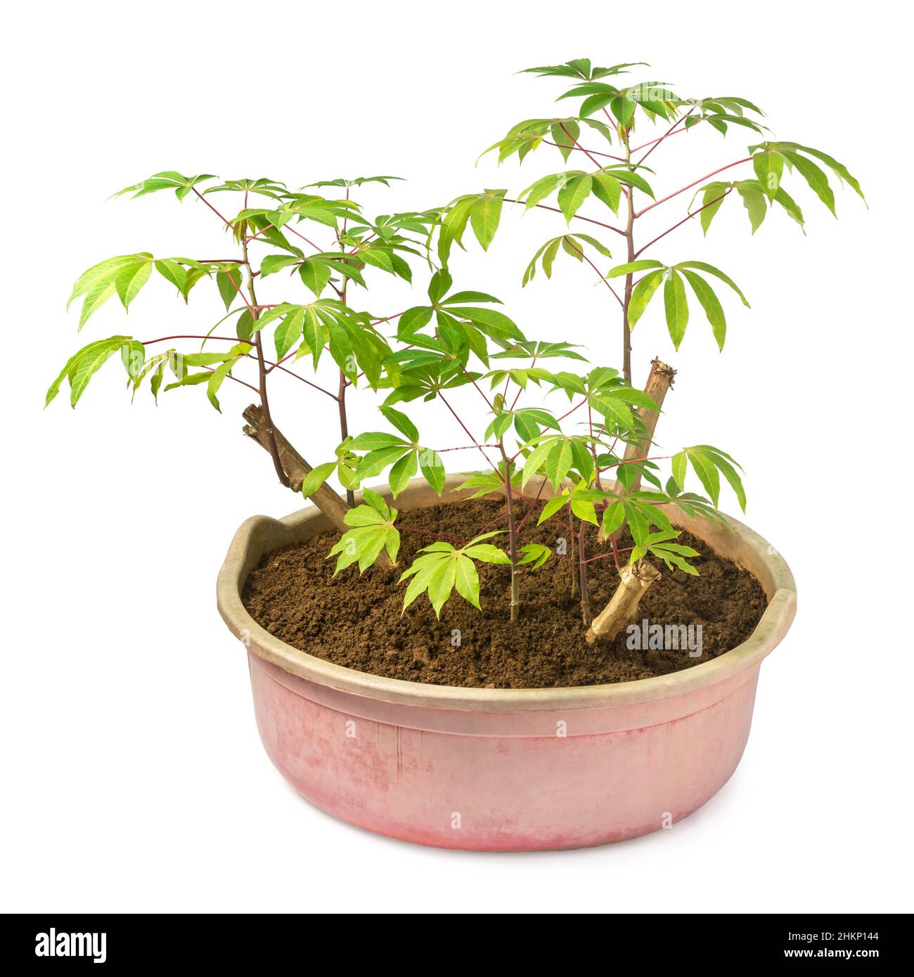 cassava or manihot plant grown in plastic container or basin, also ...