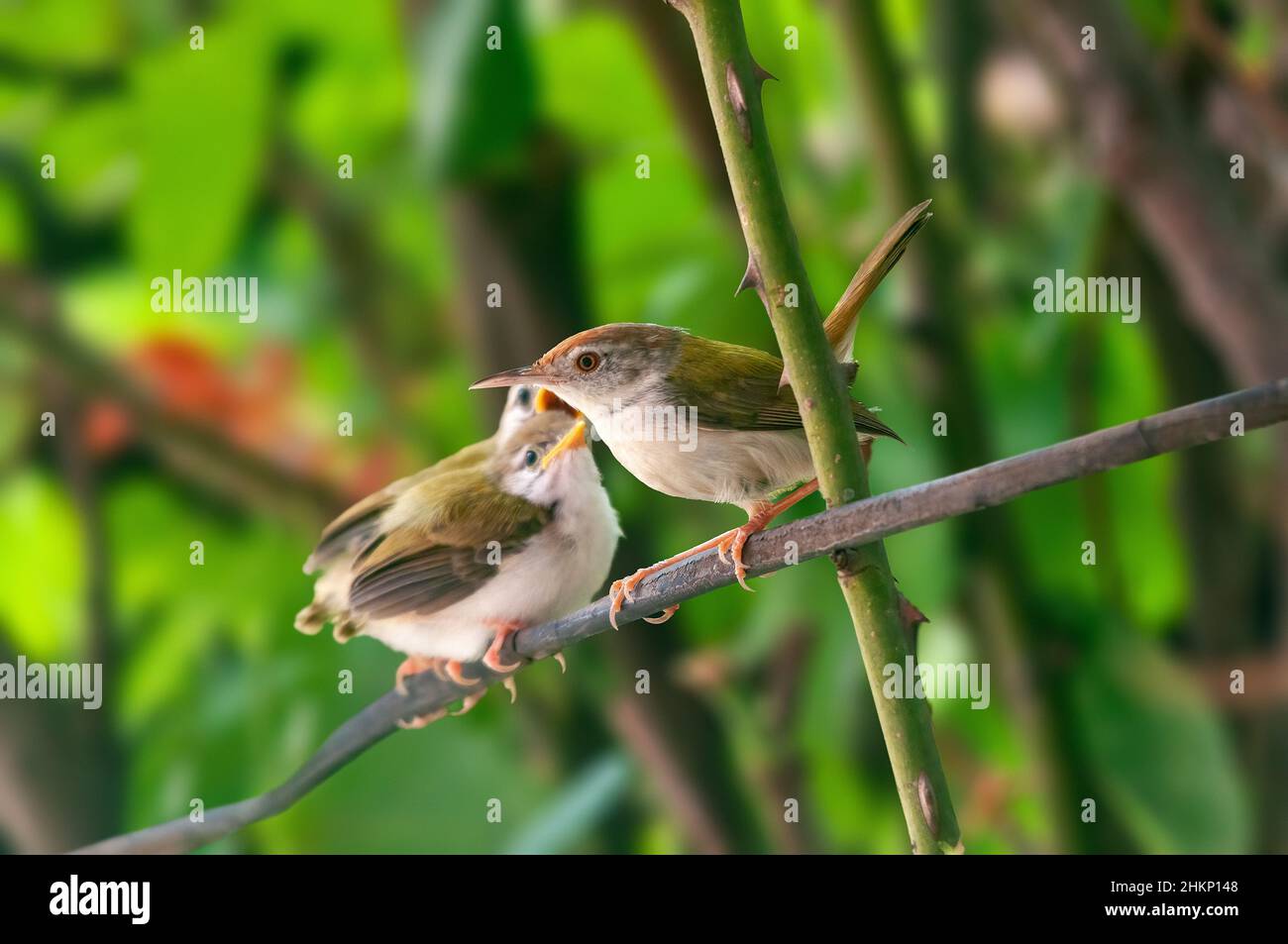 Common tailorbird chick orthotomus sutorius hi-res stock photography ...