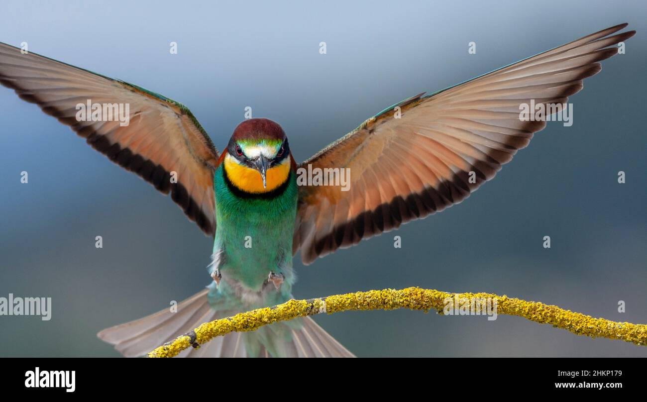 European bee eater , Merops apiaster, Comunidad valenciana, Spain Stock ...