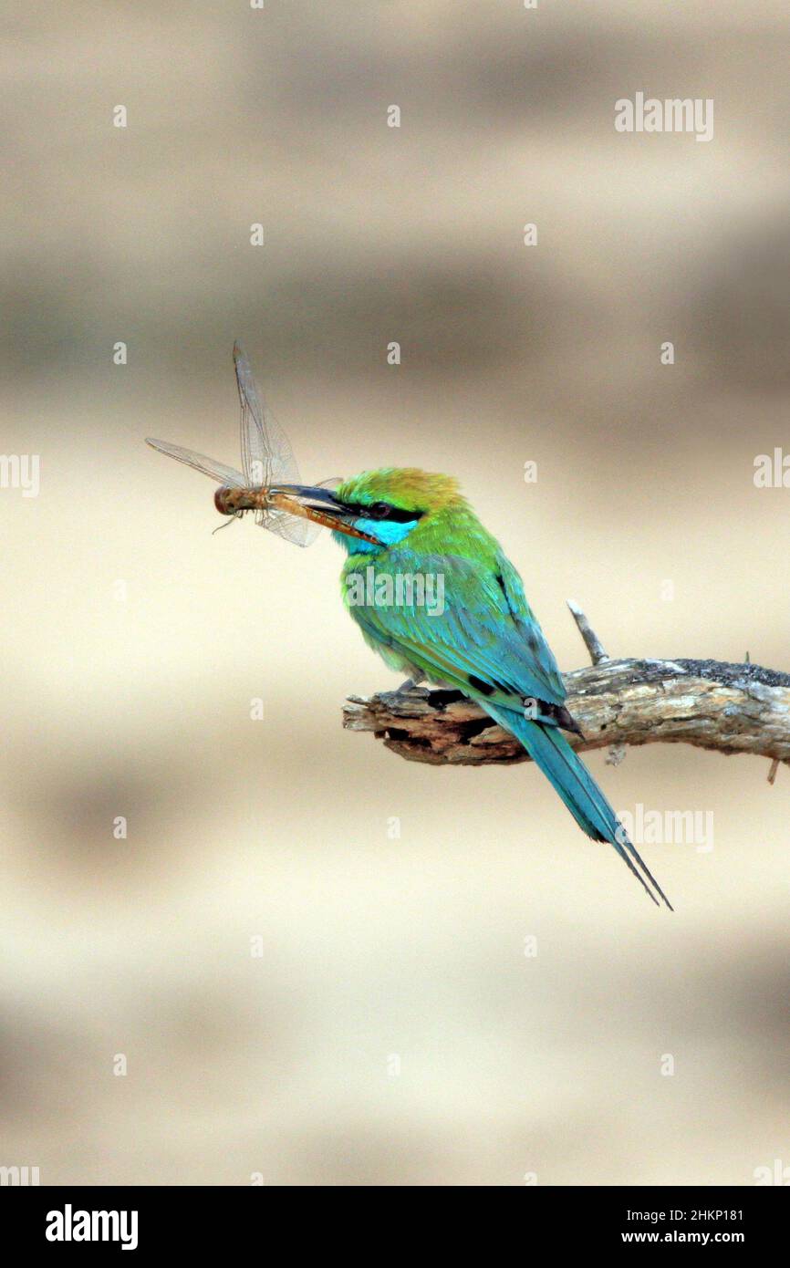 Asian Green Bee-eater (Merops orientalis, aka Little Green Bee-eater ...