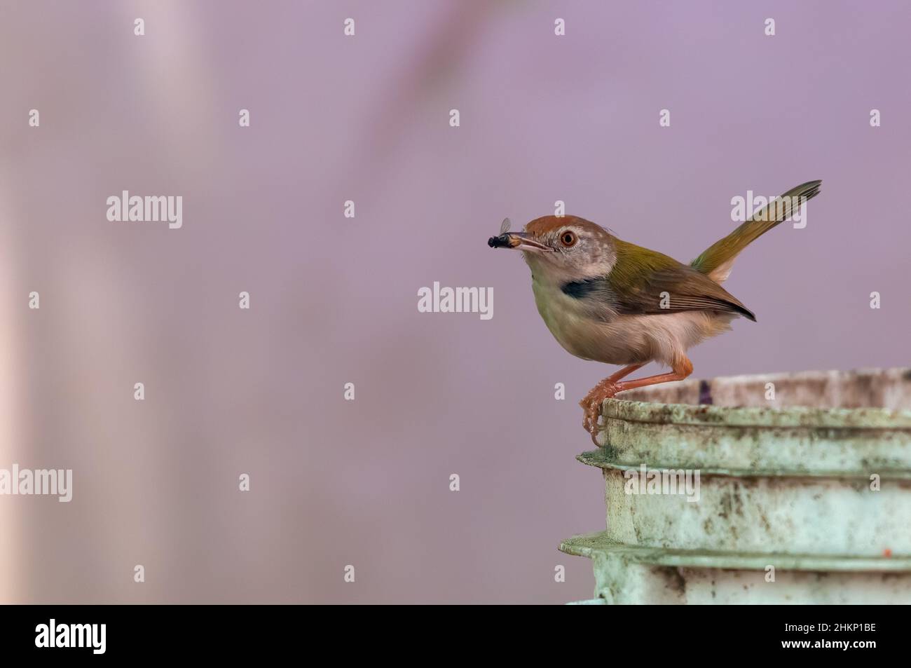 Common tailorbird with housefly in its beak Stock Photo - Alamy