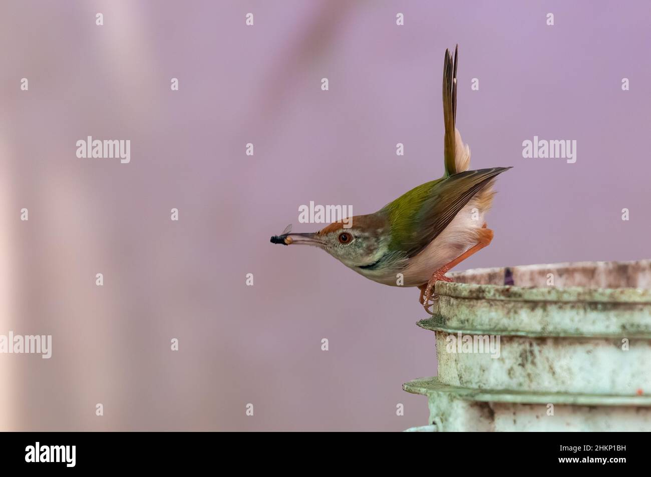 Common tailorbird with housefly in its beak Stock Photo - Alamy
