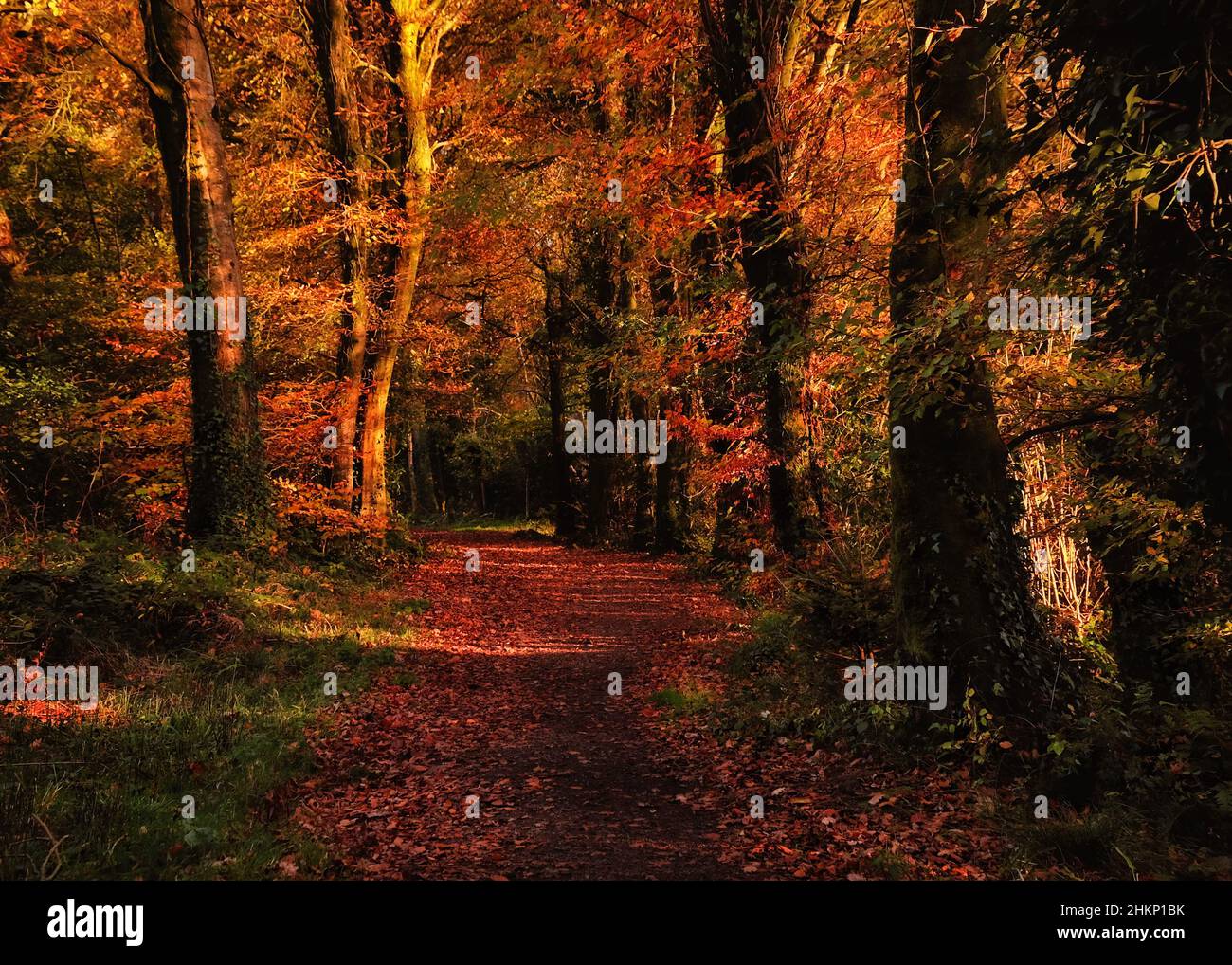 Irish autumn landscape hi-res stock photography and images - Alamy