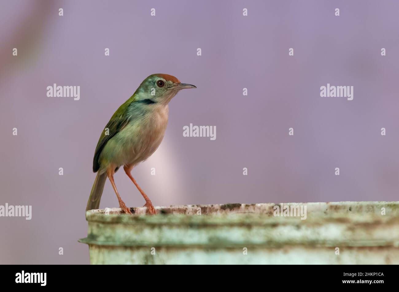 Common tailorbird is sitting on a bucket Stock Photo - Alamy
