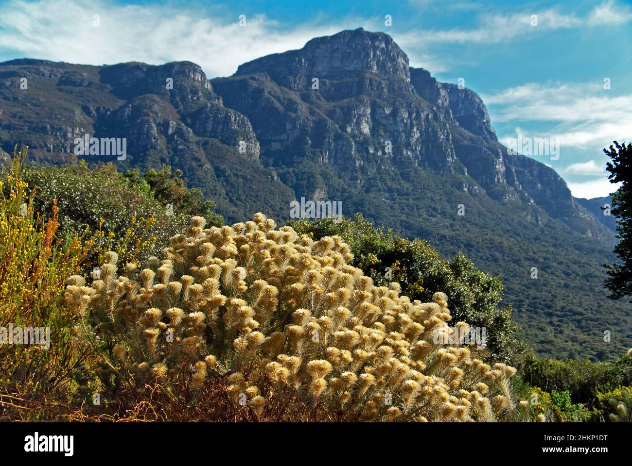 Plants embedded in amber hi-res stock photography and images - Alamy