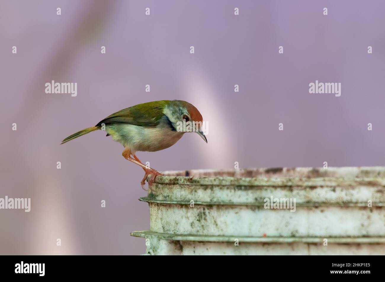 Common tailorbird is sitting on a bucket Stock Photo - Alamy