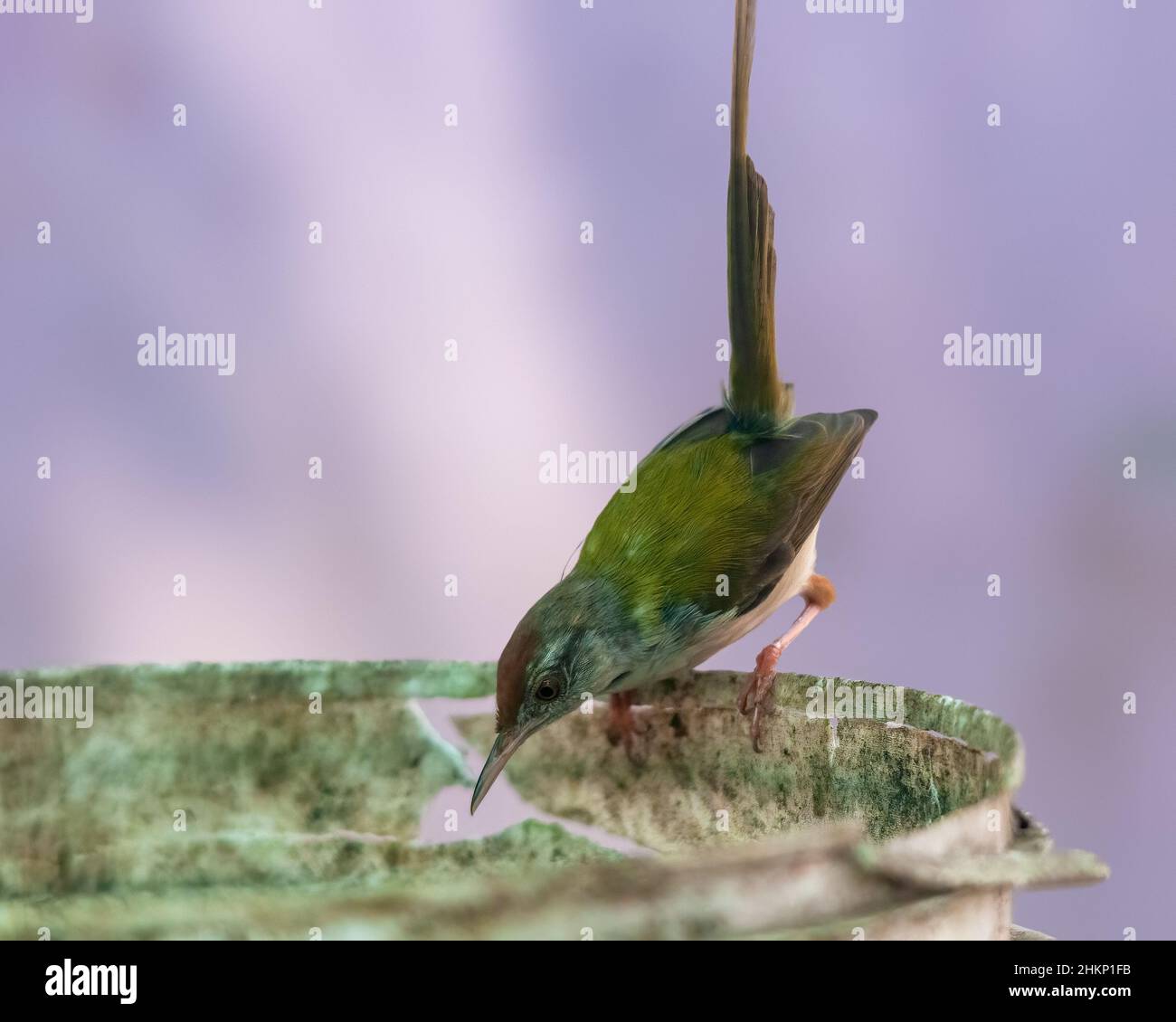 Common tailorbird is sitting on a bucket Stock Photo - Alamy