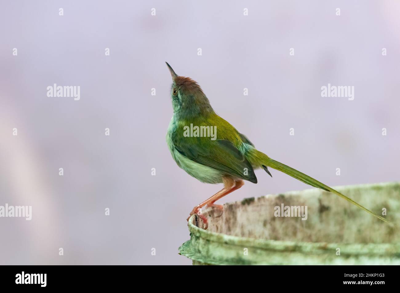 Common tailorbird is sitting on a bucket Stock Photo - Alamy