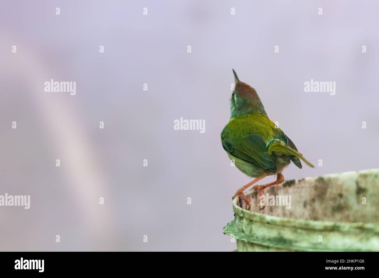 Common tailorbird is sitting on a bucket Stock Photo - Alamy