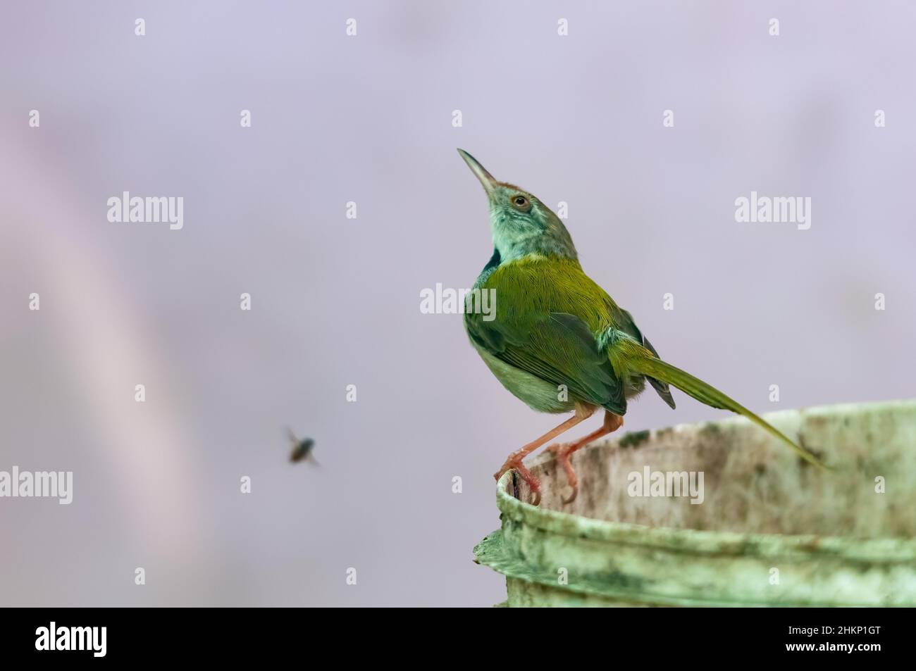 Common tailorbird is sitting on a bucket Stock Photo - Alamy
