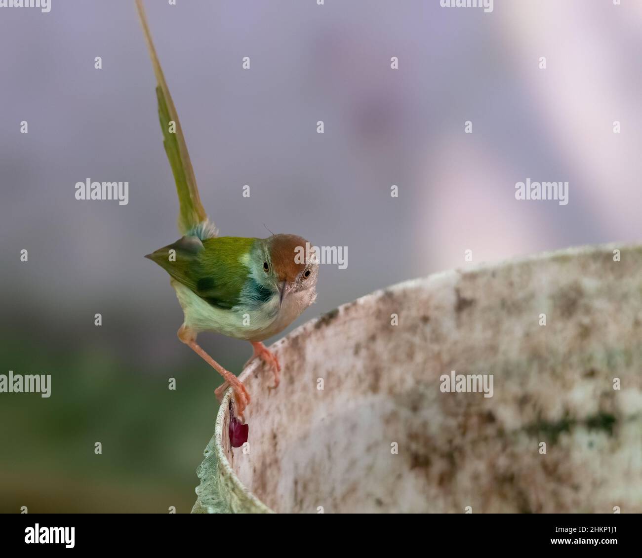 Common tailorbird is sitting on a bucket Stock Photo - Alamy
