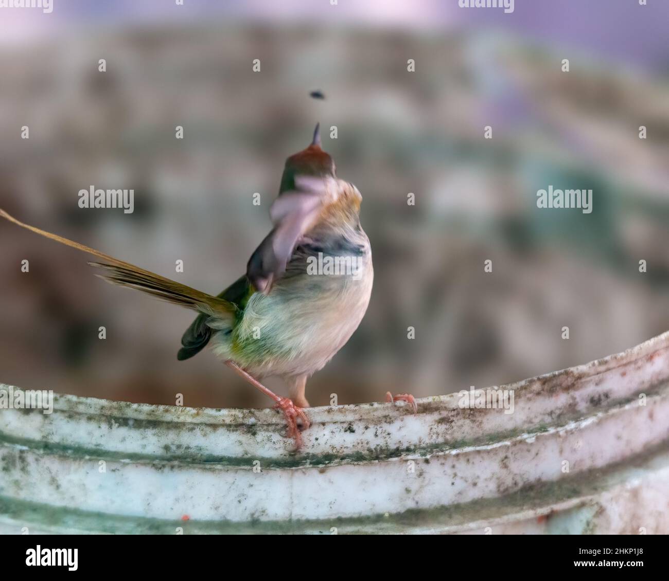 Sitting on a bucket hi-res stock photography and images - Alamy