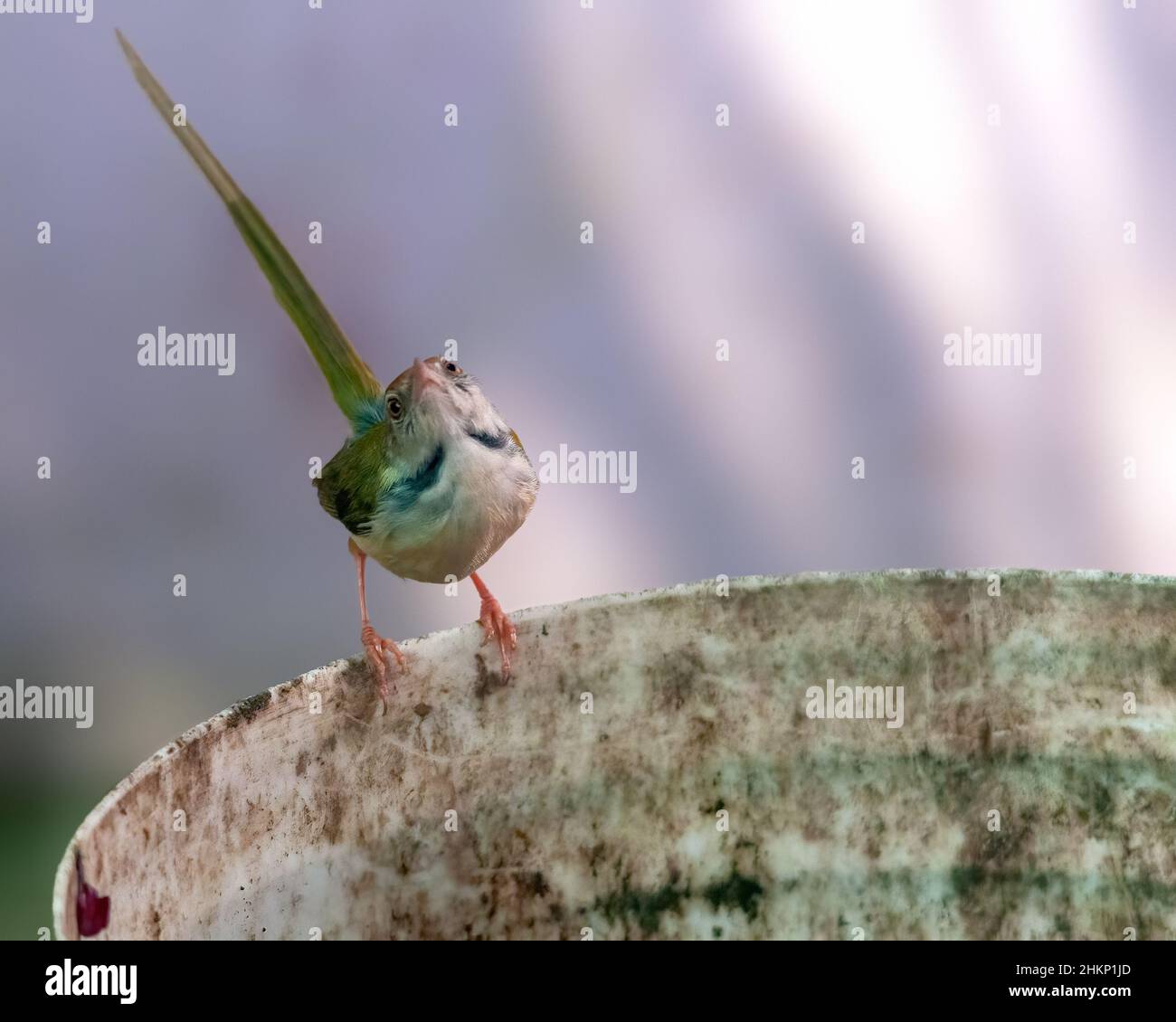 Common tailorbird on branch hi-res stock photography and images - Alamy
