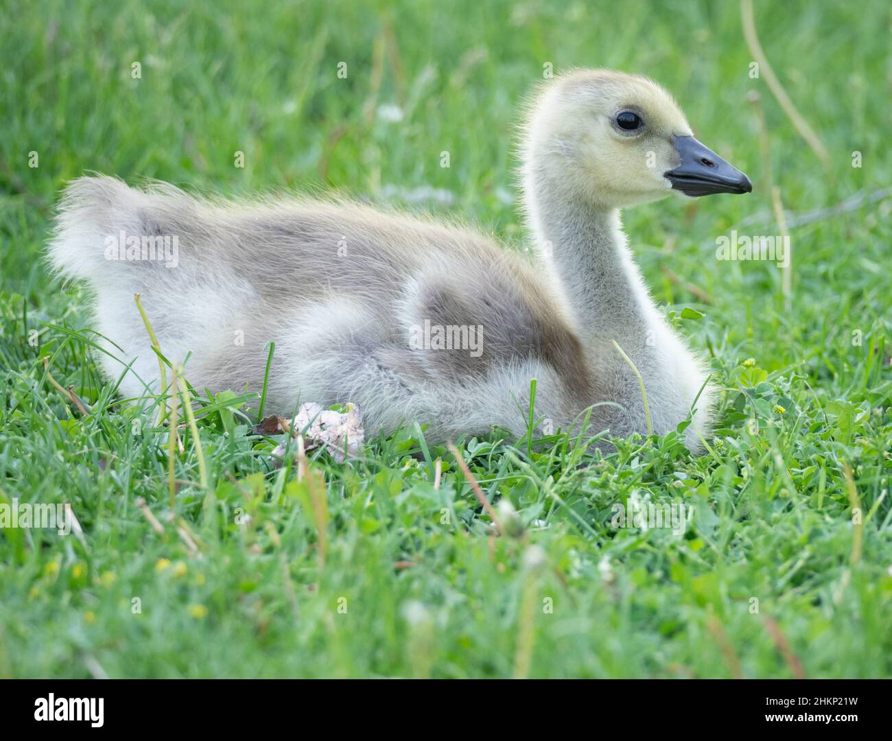 Close up of a Canada goose gosling resting in green grass photographed ...