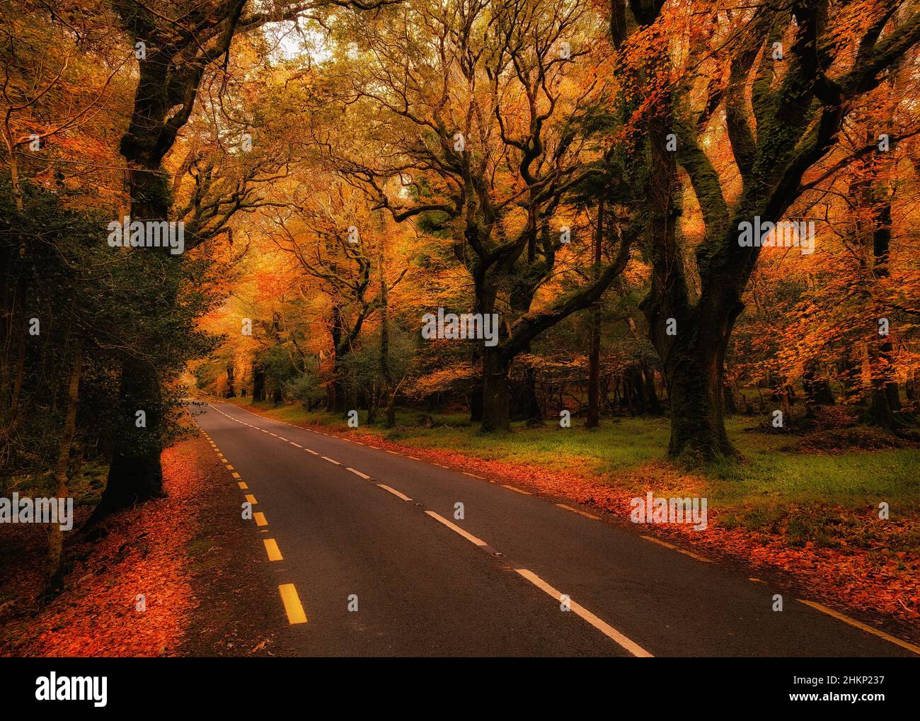 Irish autumn landscape hi-res stock photography and images - Alamy
