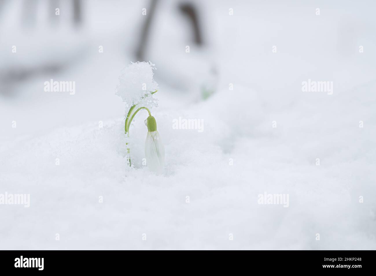Snowdrop in deep snow. Latin name Leucojum vernum Stock Photo - Alamy