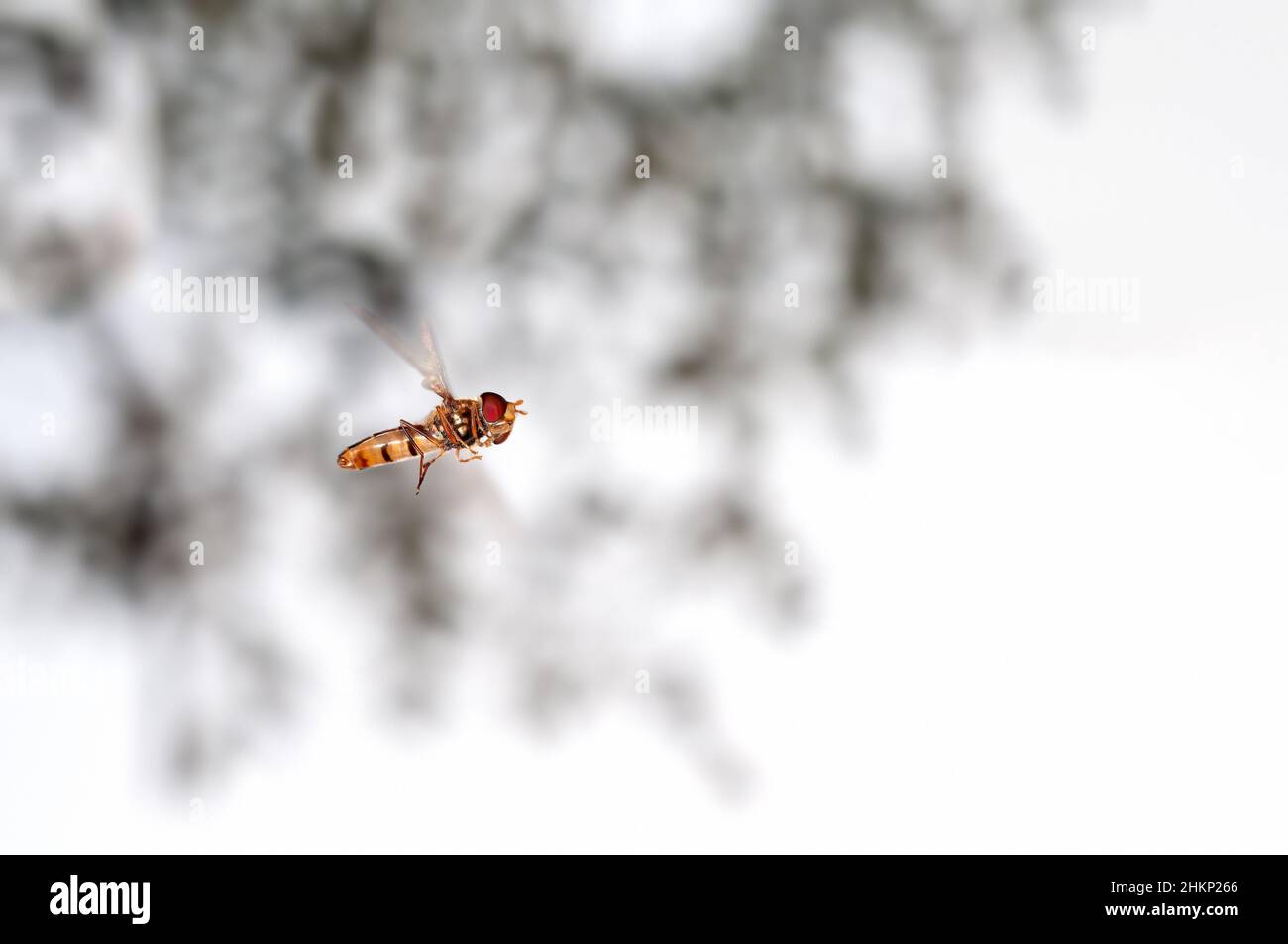 Bee is flying at high speed Stock Photo - Alamy