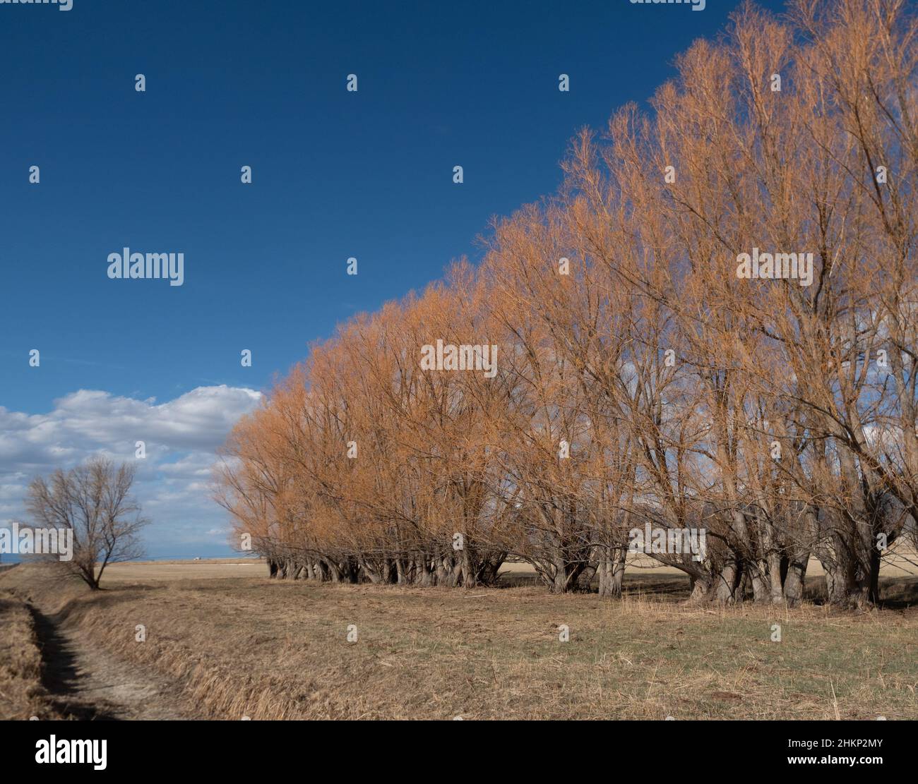 Wind break trees hi-res stock photography and images - Alamy