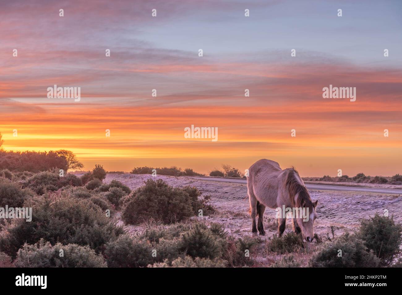 New Forest February Dawn Stock Photo - Alamy