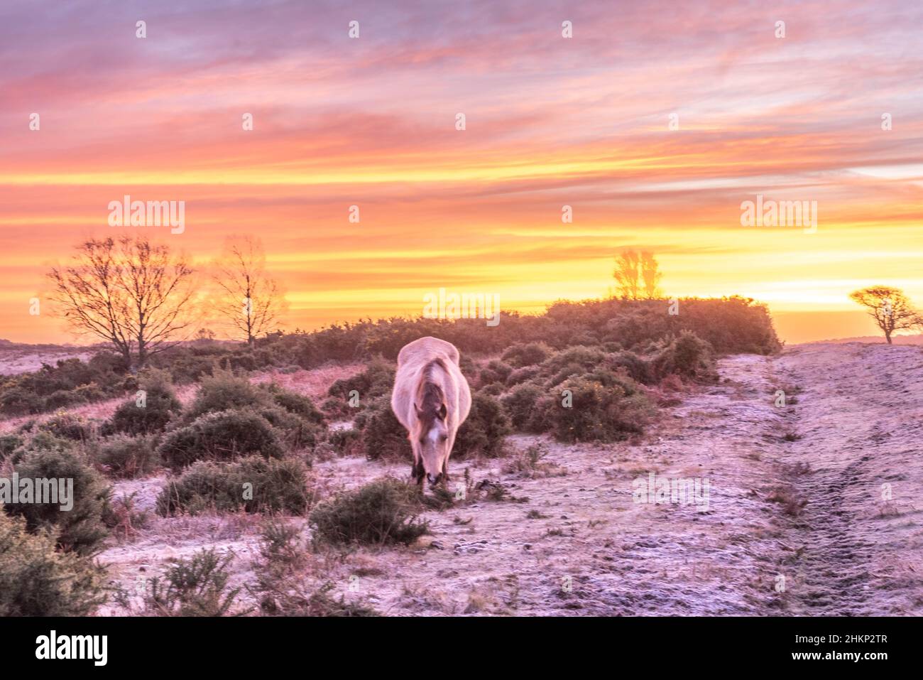New Forest February Dawn Stock Photo - Alamy