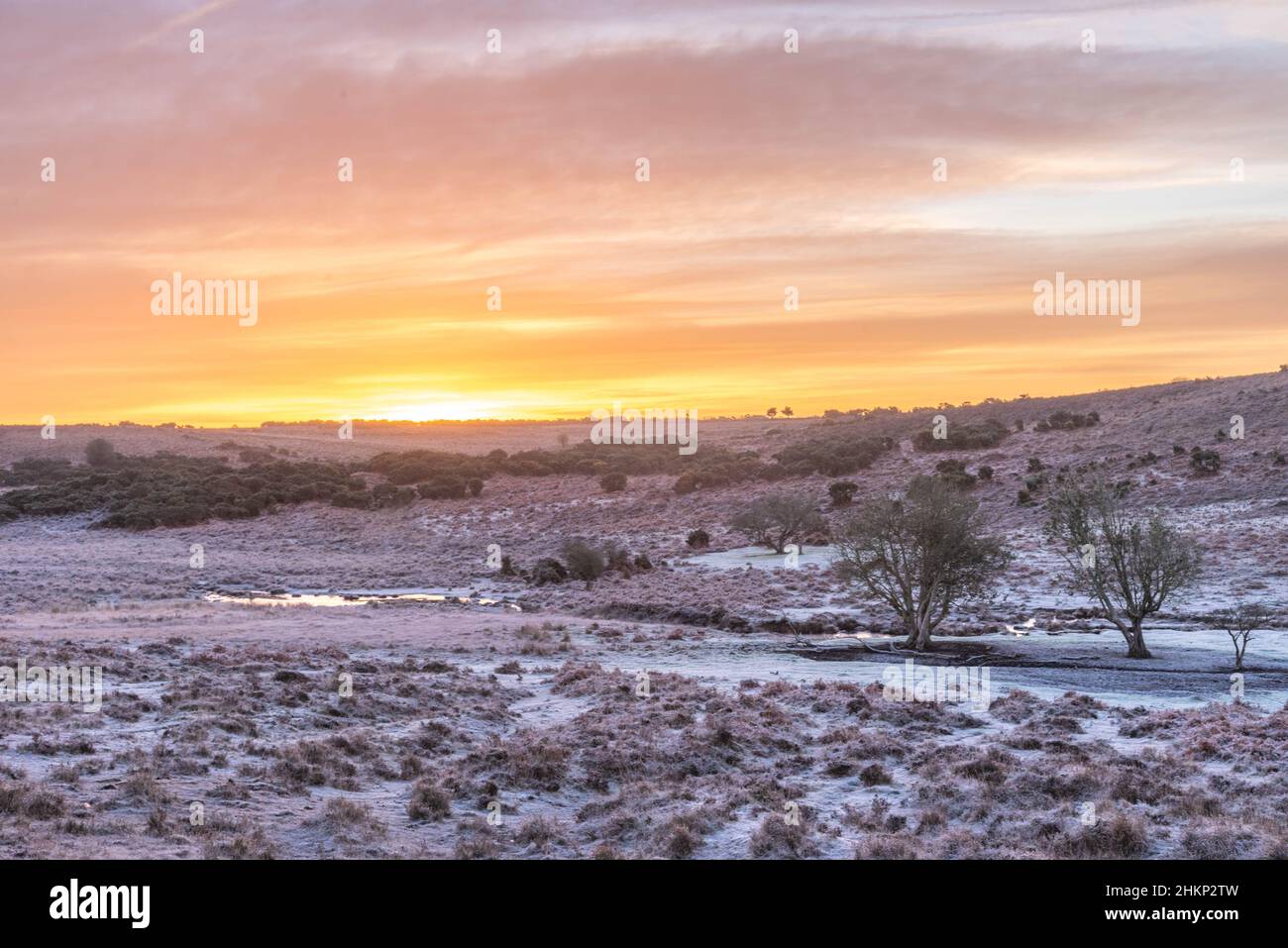 New Forest February Dawn Stock Photo - Alamy