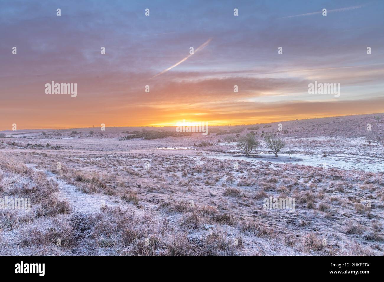 New Forest February Dawn Stock Photo - Alamy