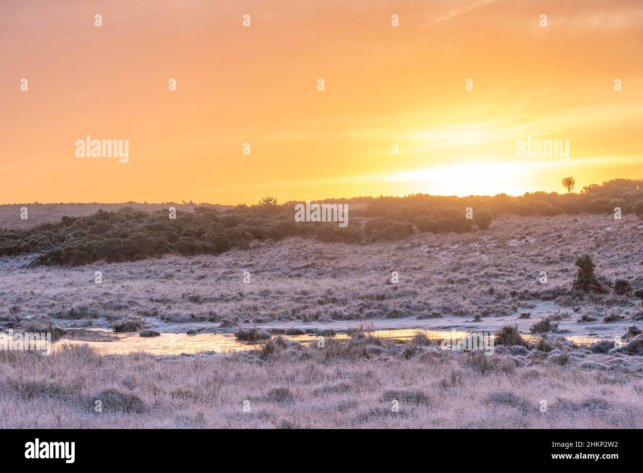 New Forest February Dawn Stock Photo - Alamy