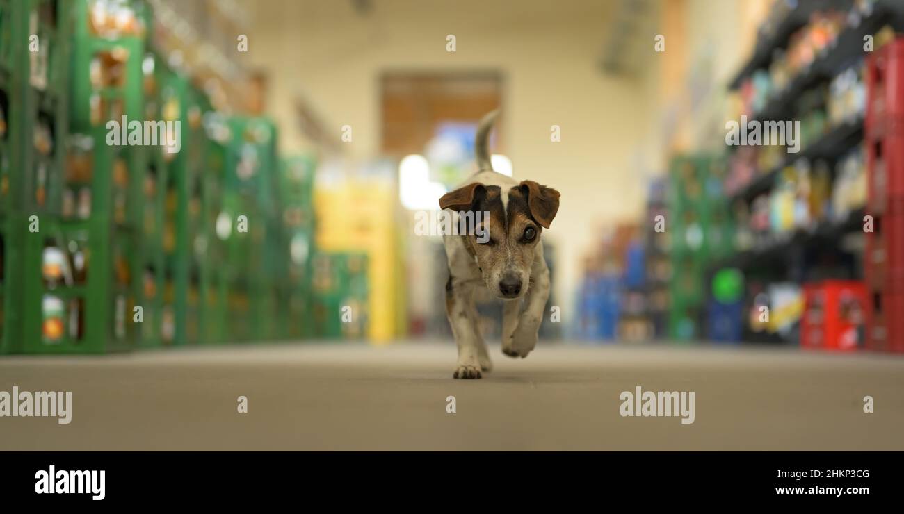 small dog in shopping market - cute little Jack Russell terrier, 13 ...