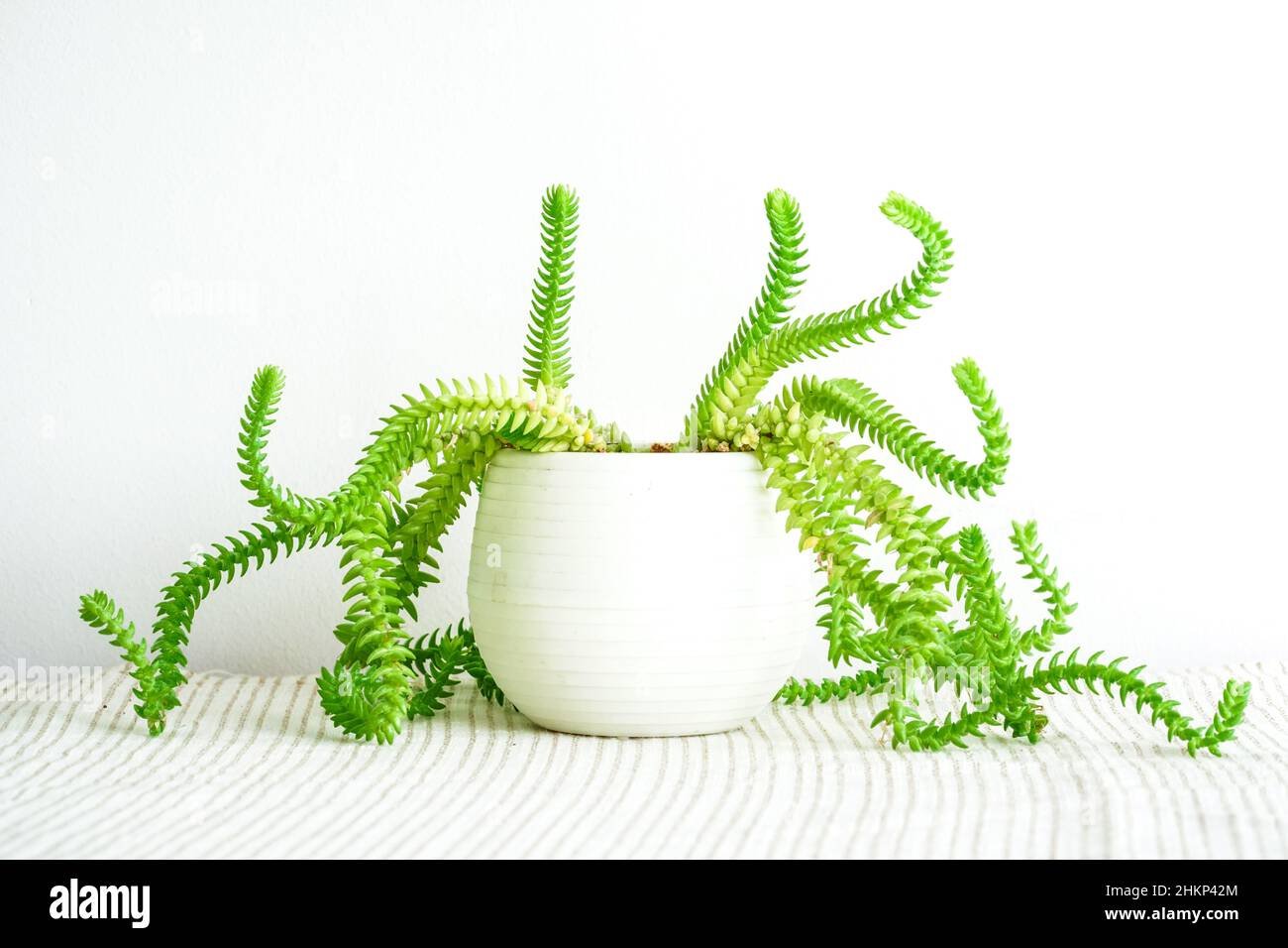 Close up of a green cactus. Green cactus leaves. Green color background ...