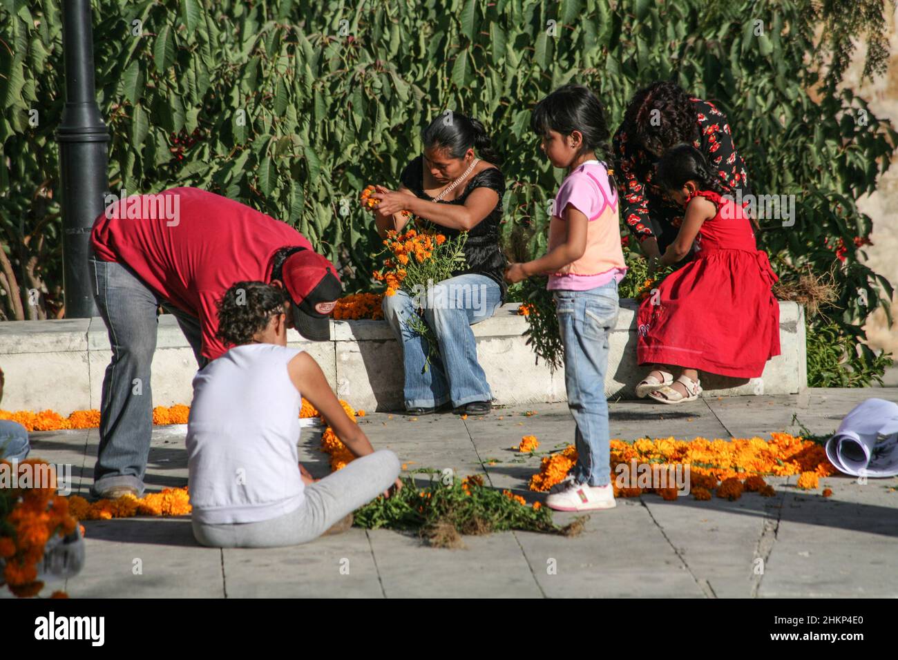 Harvesting marigolds flowers agriculture hi-res stock photography and ...