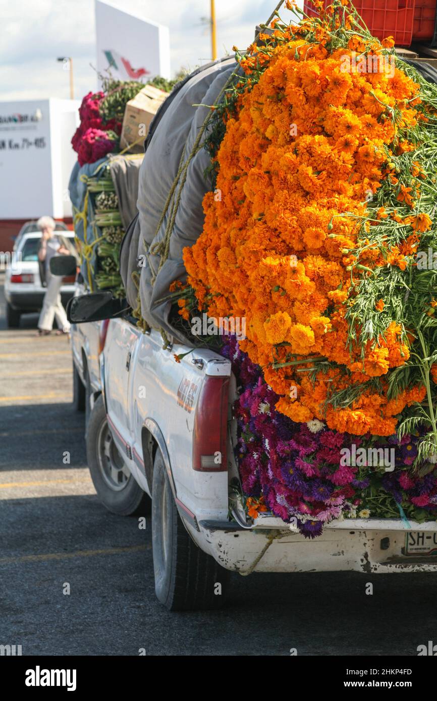 Harvesting marigolds flowers agriculture hi-res stock photography and ...