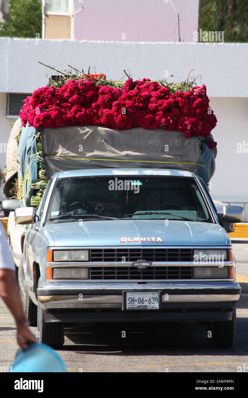 Harvesting marigolds flowers agriculture hi-res stock photography and ...