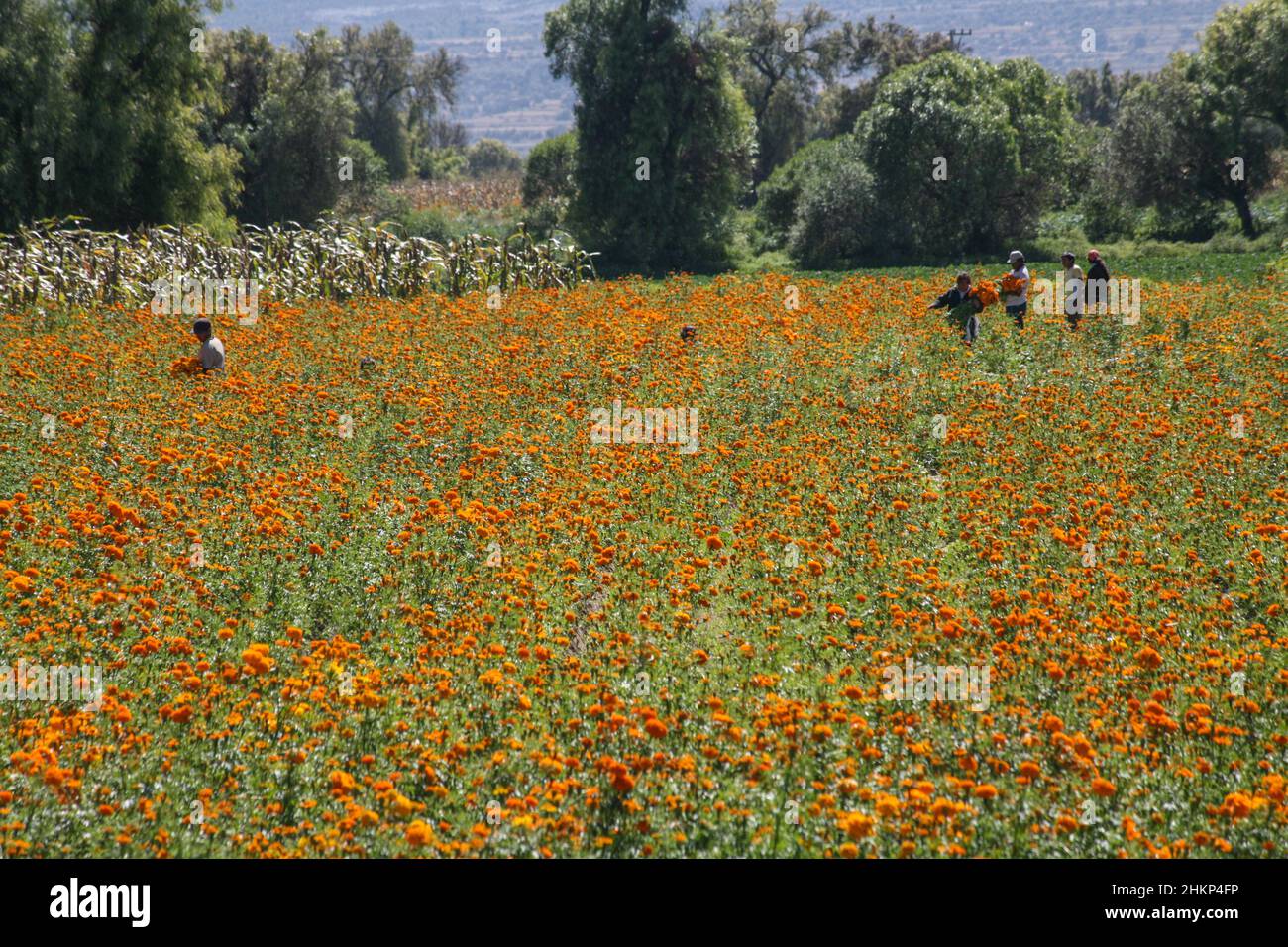 Marigolds, or cempasúchil, are the iconic flower of Día de los Muertos ...